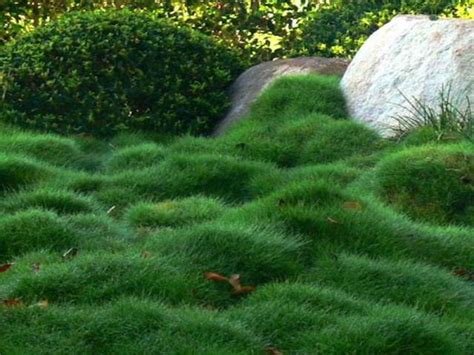 Zoysia Tenuifolia