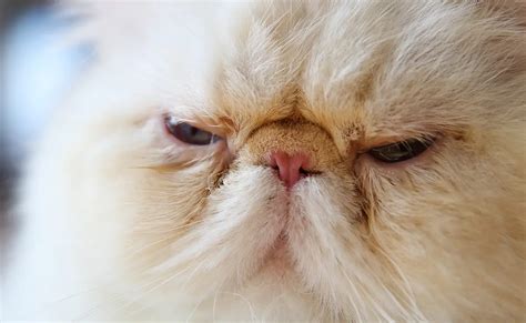 Katten Die Misvormd Zijn Voor De Mode Hoe Ver Gaan We Voor Perfecte