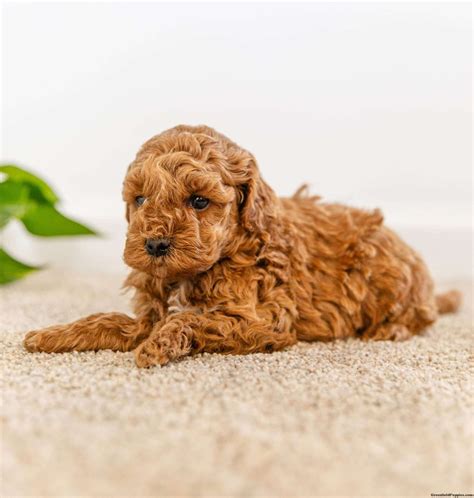 Archie Cockapoo Puppy For Sale In Pennsylvania