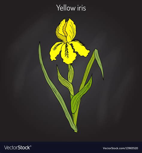 Yellow Iris Flower Or Water Flag Or Lever Iris Vector Image