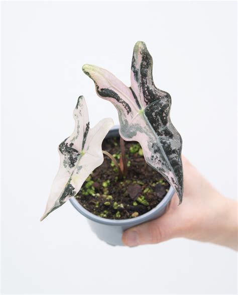Alocasia Sanderiana Nobilis Pink Variegata 865 Online Kaufen Farnwerk