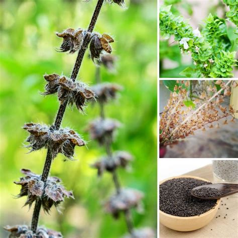 When And How To Harvest Basil Seed