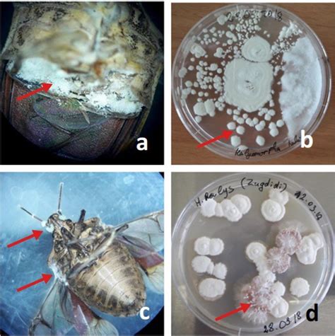 Isolation Entomopathogenig Fungi From Different Population Of Bmsb