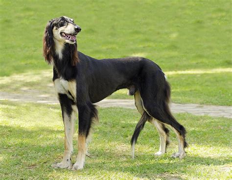 12 Galgo Saluki Fotos Imágenes E Fondo Para Descarga Gratuita Pngtree