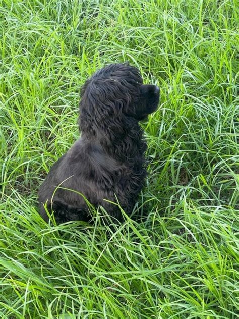 Cocker Noir Prix Maroc
