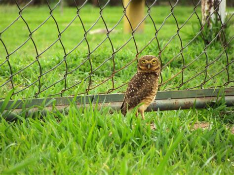 Elevation Map Of Porto Nacional State Of Tocantins Brazil