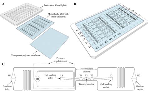 Composite Tissue Allografts Semantic Scholar