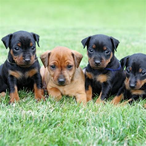 5 Facts About Miniature Pinschers Greenfield Puppies