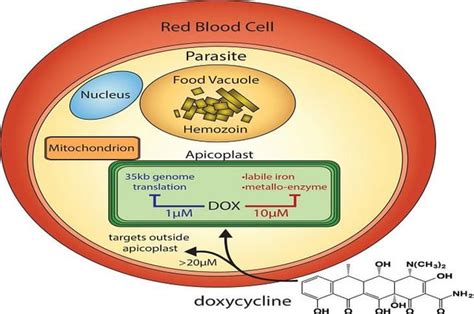 Clinical Efficient Usage And Compatibility Of Doxycycline Rmedicalinstruments