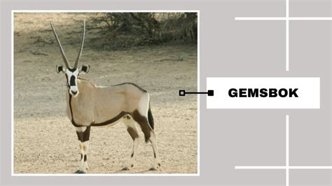 25 Types Of Antelope Species Identification With Pictures