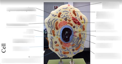 Human Cell Model Labeled