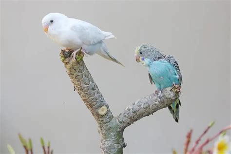 Cockatiel Vs Parakeet 15 Key Differences