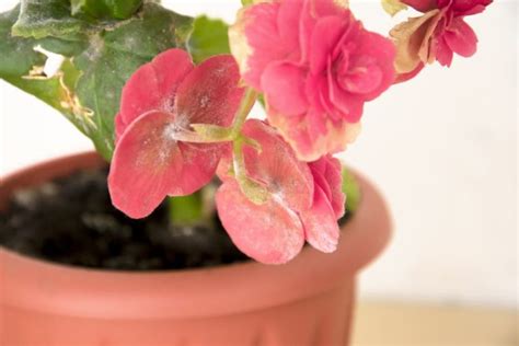 5 Common Begonia Problems And Solutions With Specialist Grower Janeen Randle Horticulture Magazine