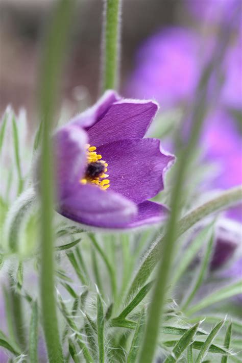 Chlorella Vulgaris Photos Download The Best Free Chlorella Vulgaris