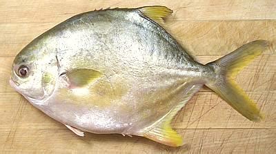Florida Pompano