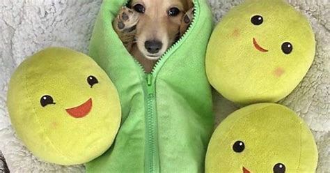 Pupper Pod Album On Imgur