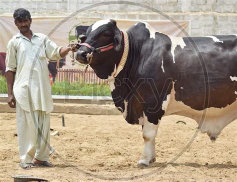 Image Of Heavy Giant Bull Ll399200 Picxy