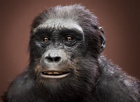 Orrorin Tugenensis Reconstruction Early Hominins Explorations An