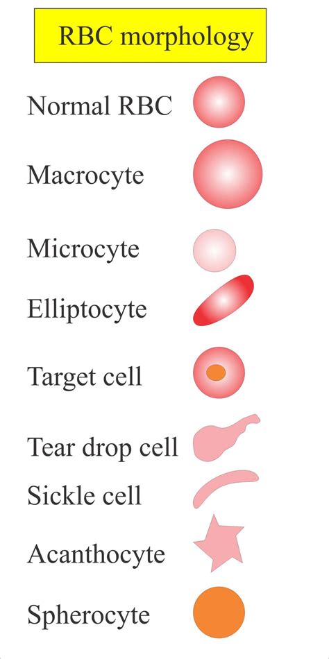Complete Blood Count Cbc Part 2 Red Blood Cells Morphology