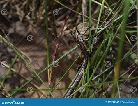 A Predatory Black Fly Caught A Yellow Moth In The Thick Grass Stock