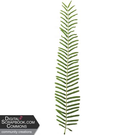 Palo Verde Leaf Graphic By Tricia Dds Digital