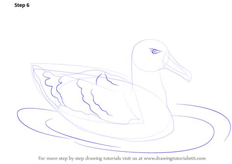 How To Draw A Albatross Seabirds Step By Step