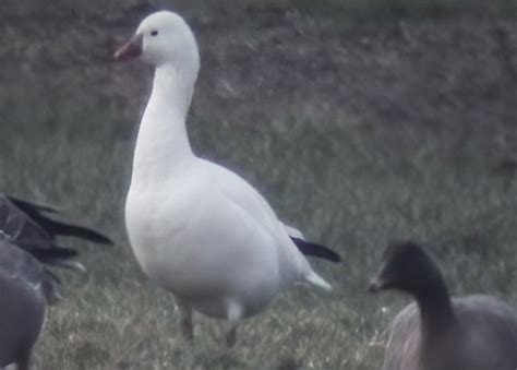 Confessions Of A Lapsed Birder