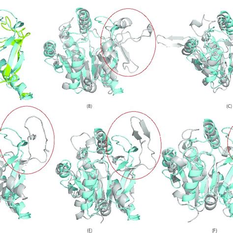 structure based multiple sequence alignment of wild type apo coby with