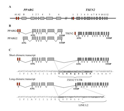 Cotranscription And Intergenic Splicing Of The Pparg And Tsen2 Genes In