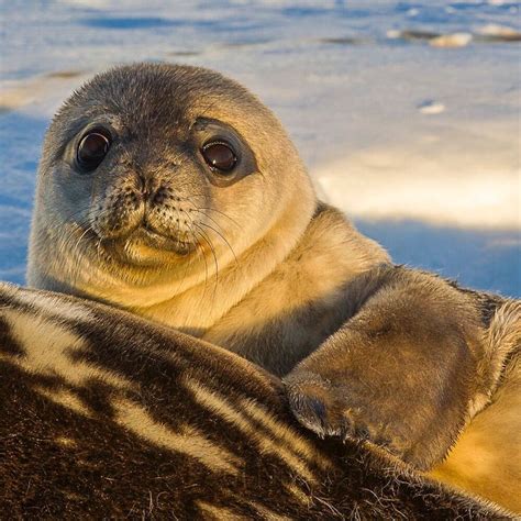 National Geographic On Instagram “photograph By Paulnicklen For