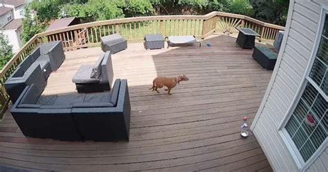 La Explosión Sónica Que Se Escuchó En Washington Causada Por Los F 16 Que Interceptaron Un