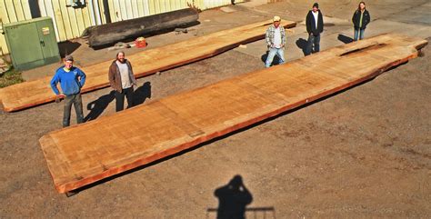 How To Identify Kauri Timber At Darla Urena Blog