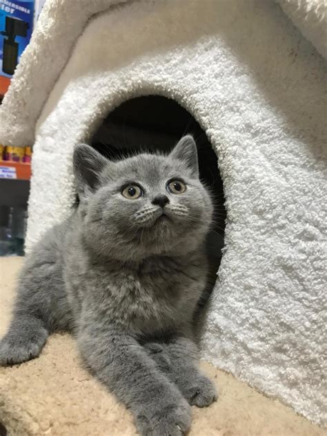 Çok Tatlı Ayı Yüzlü British Yavru Kediler Adana 1004381