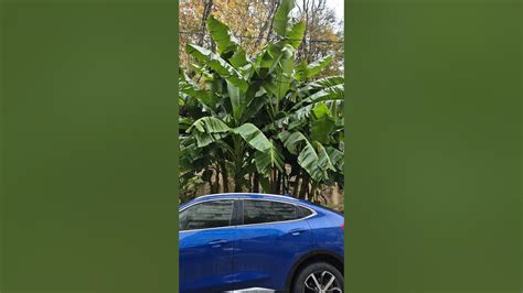 Зима в Сочи Youtube