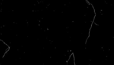Black Background Polar Bear Walking 