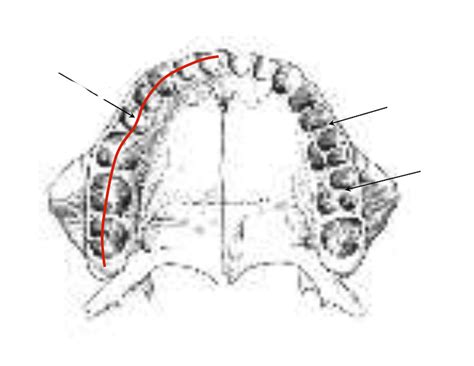 Maxilla 6 Diagram Quizlet