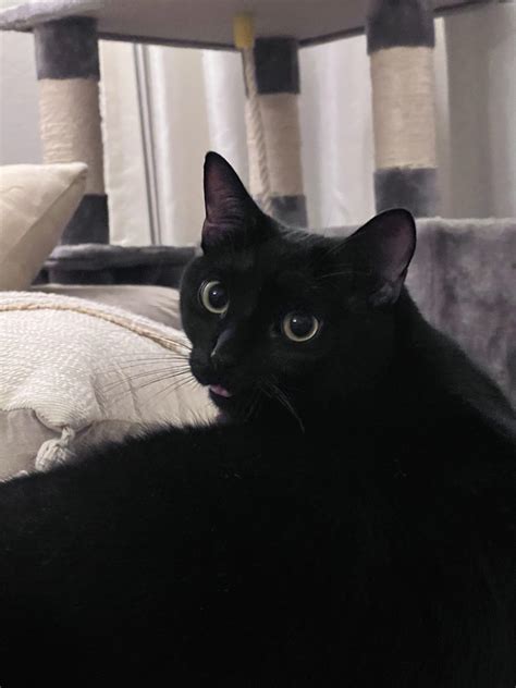 Rare Void Blep Scrolller