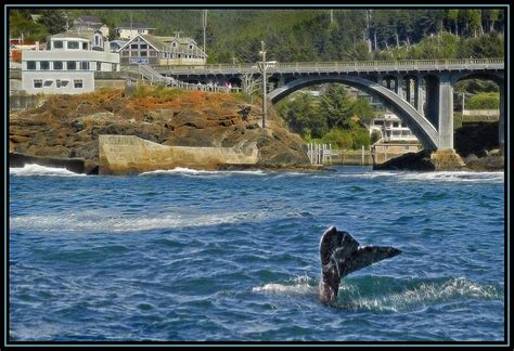 Orcas Depoe Bay Oregon At Maya Hurley Blog