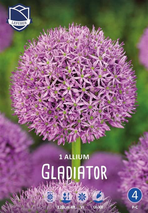 Allium Gladiator