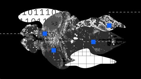 Brain Neuron Activity