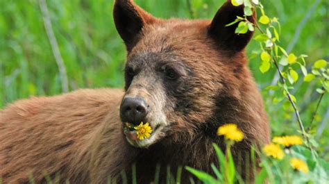 Grizzly Bears Eating Deer