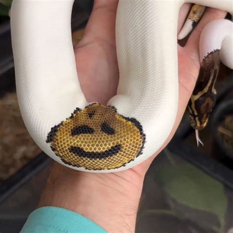 Smiling Face Ball Python