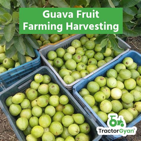 Guava Fruit Farming A Complete Guide For Farmers