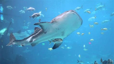 Georgia Aquarium Whale Sharks Ocean Voyager Exhibit Youtube