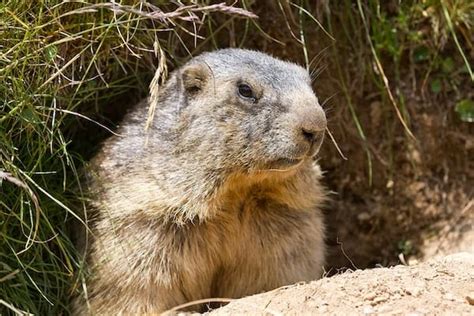 8 Best Groundhog Repellents And Traps Deter Or Kill