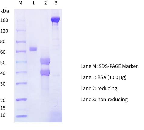 Bispecific Antibody Expression Antibody Expression Antibody Drug