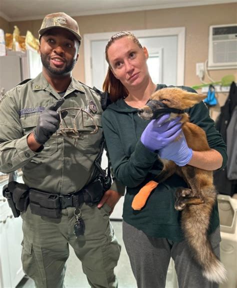 Massachusetts Fox With Injured Leg From Illegal Trap Spends A Week