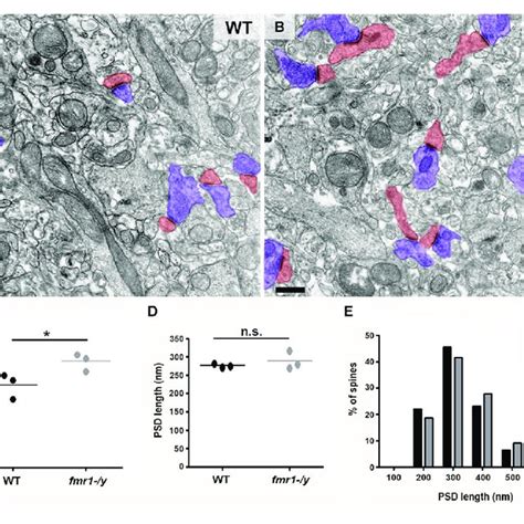 Daniela Neuhofer Phd Medical University Of South Carolina Charleston Musc Neuroscience