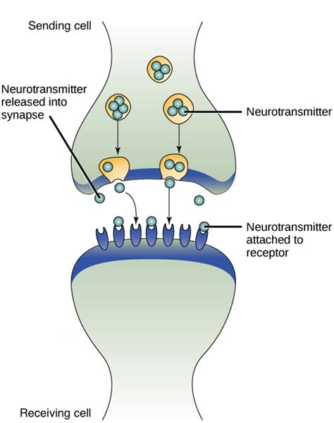 Cell Signaling Did Not Evolve Via Evolution Vern Bender
