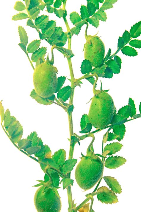 Plant With Beans Of Cicer Arietinum L Chickpea Plant With C Arietinum